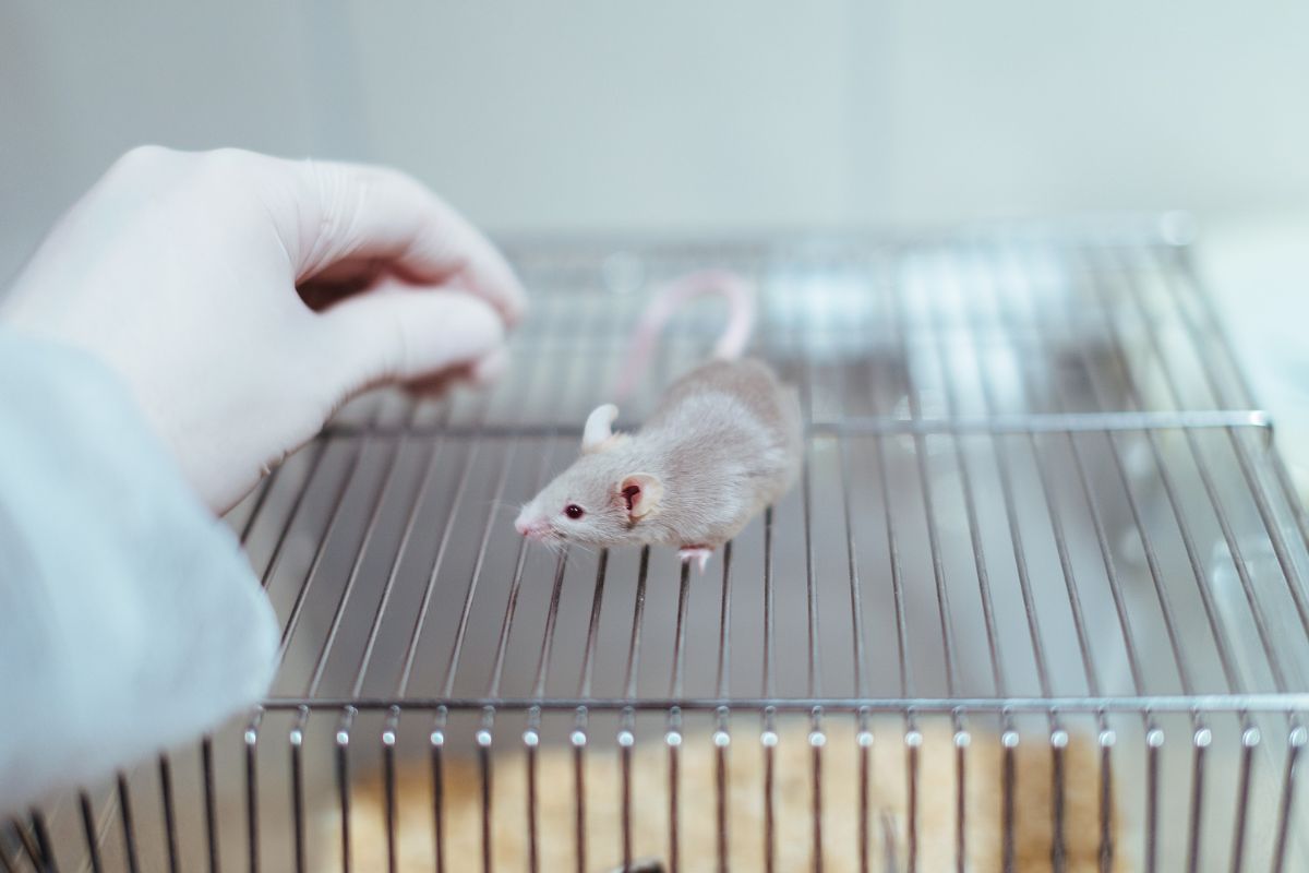 MyCalPharm and Animal Experiments - What You Should Know